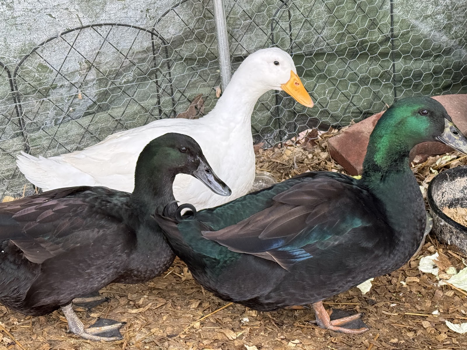Duck, Goose & Chicken Hatchery | Metzer Farms, California