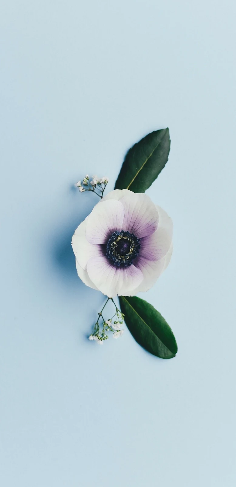 Cute Aesthetic Flower 2K iPhone Wallpaper