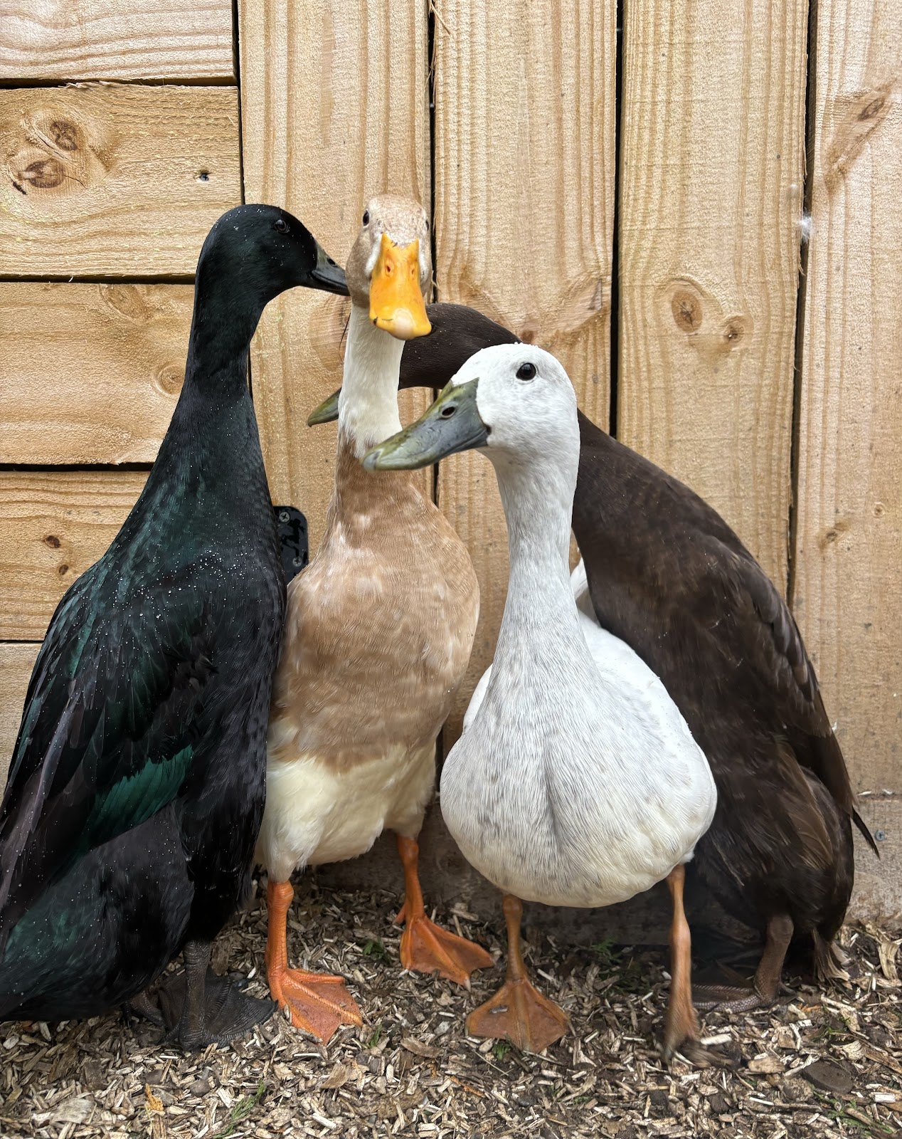 Duck, Goose & Chicken Hatchery | Metzer Farms, California