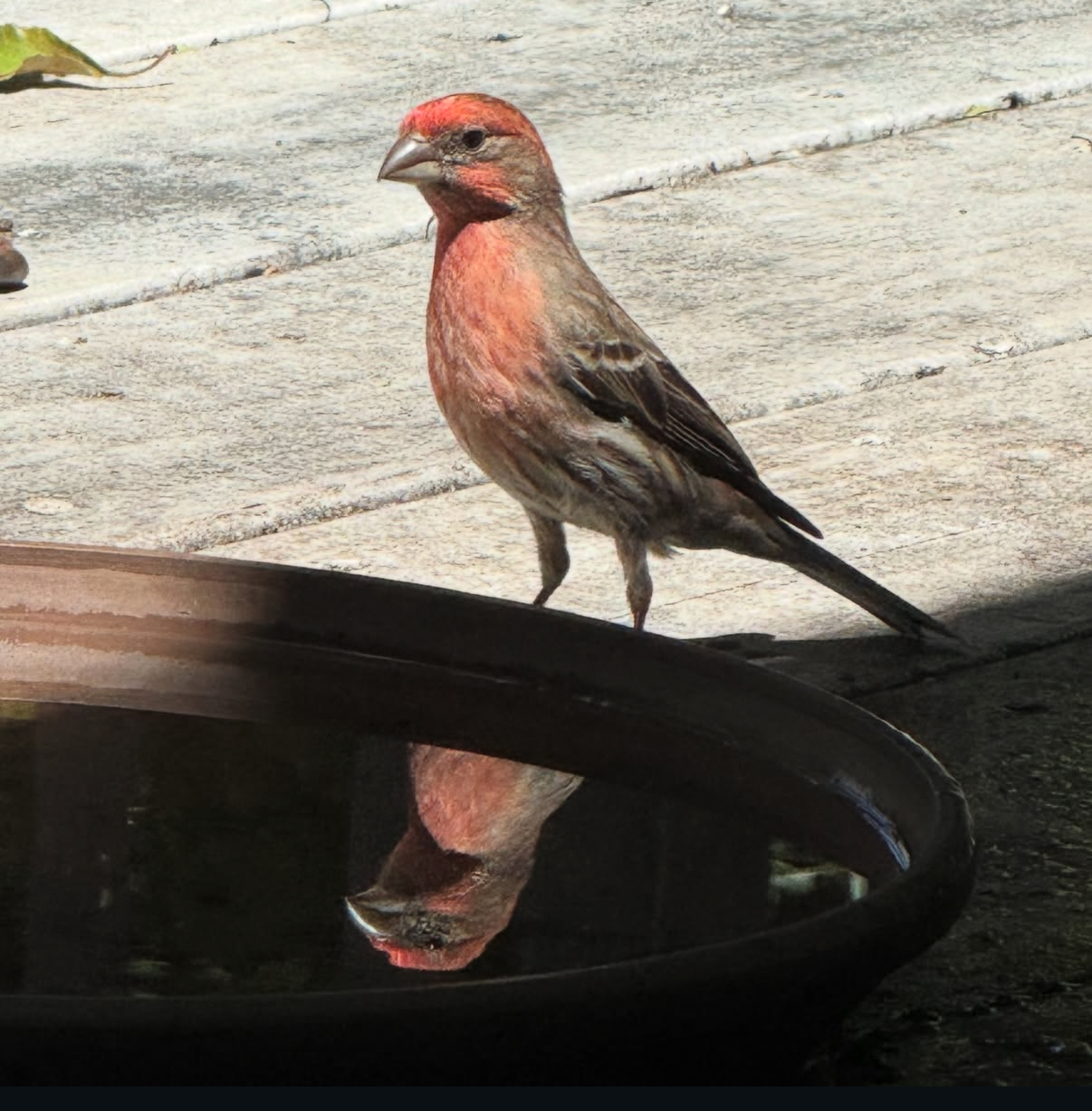 पक्षीनिरीक्षण - फिंच! | Maayboli