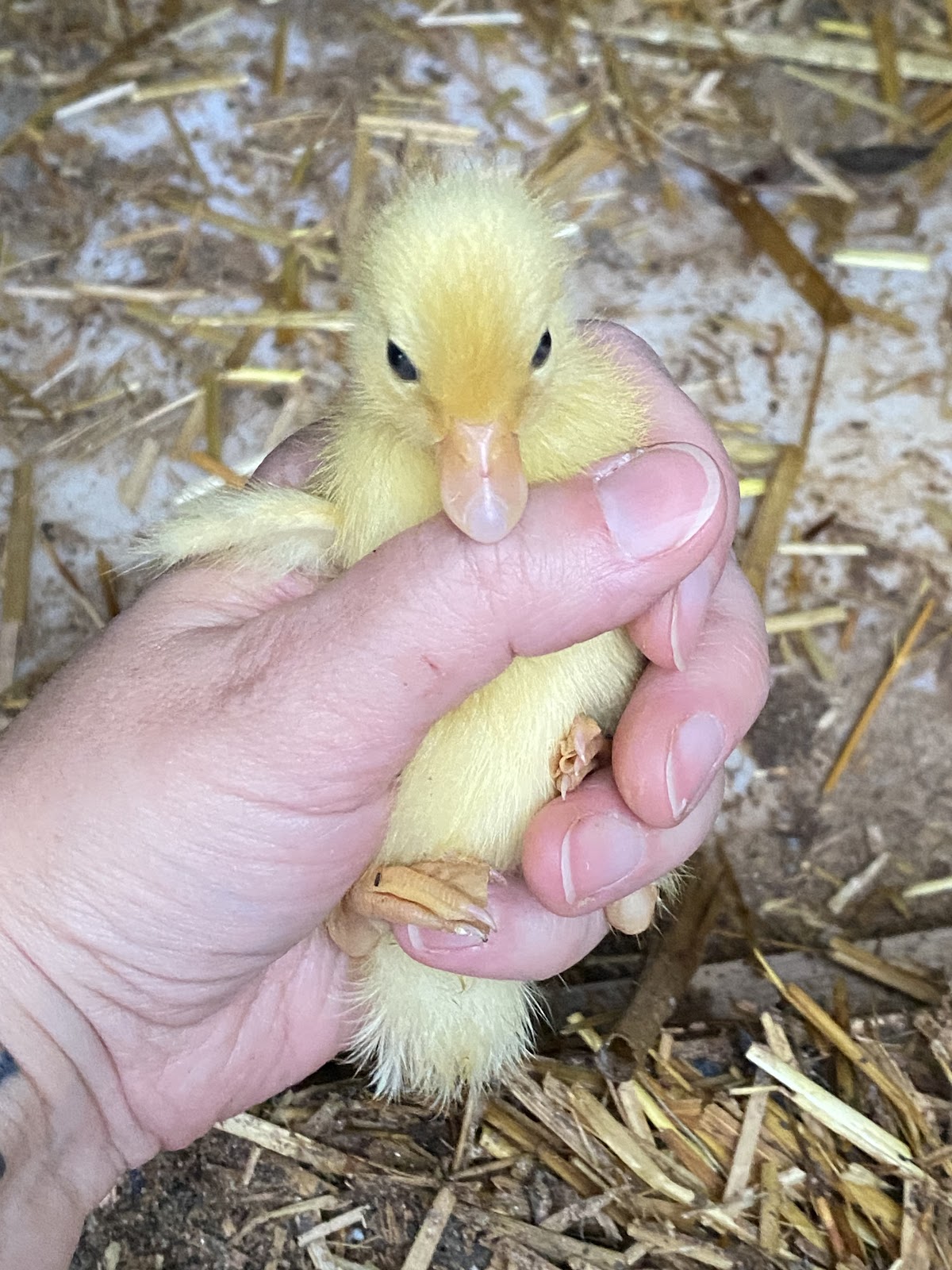 Duck, Goose & Chicken Hatchery | Metzer Farms, California