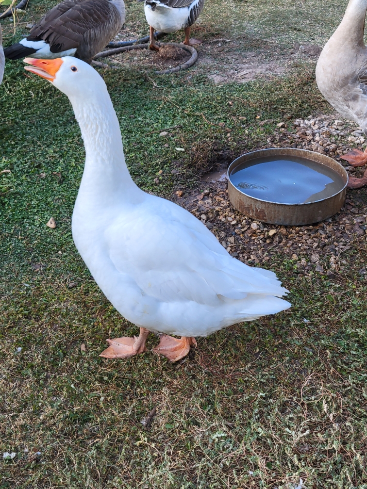 Duck, Goose & Chicken Hatchery | Metzer Farms, California