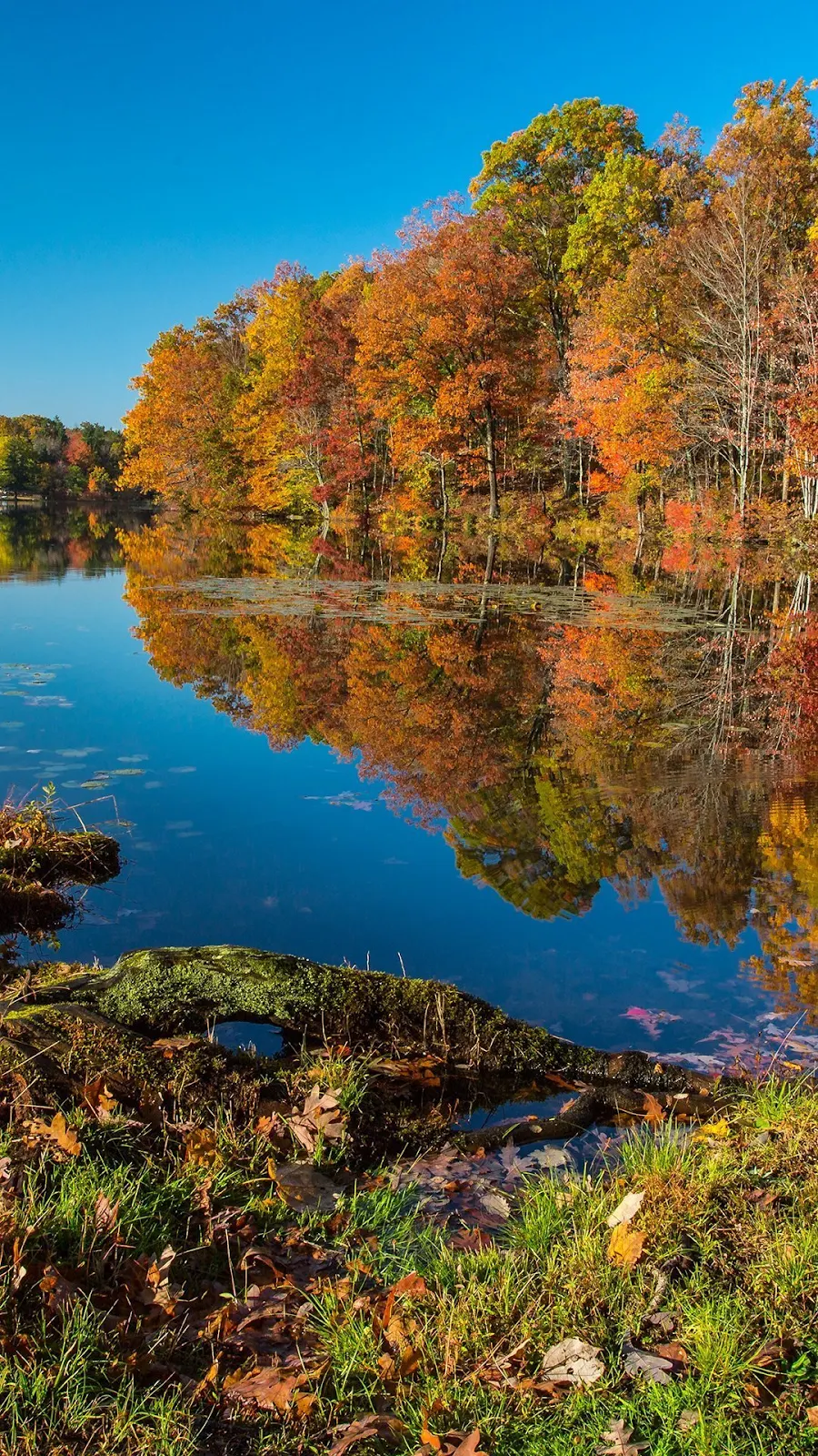 Reflection, Autumn, Tree, Water, Plant Full HD iPhone Wallpaper