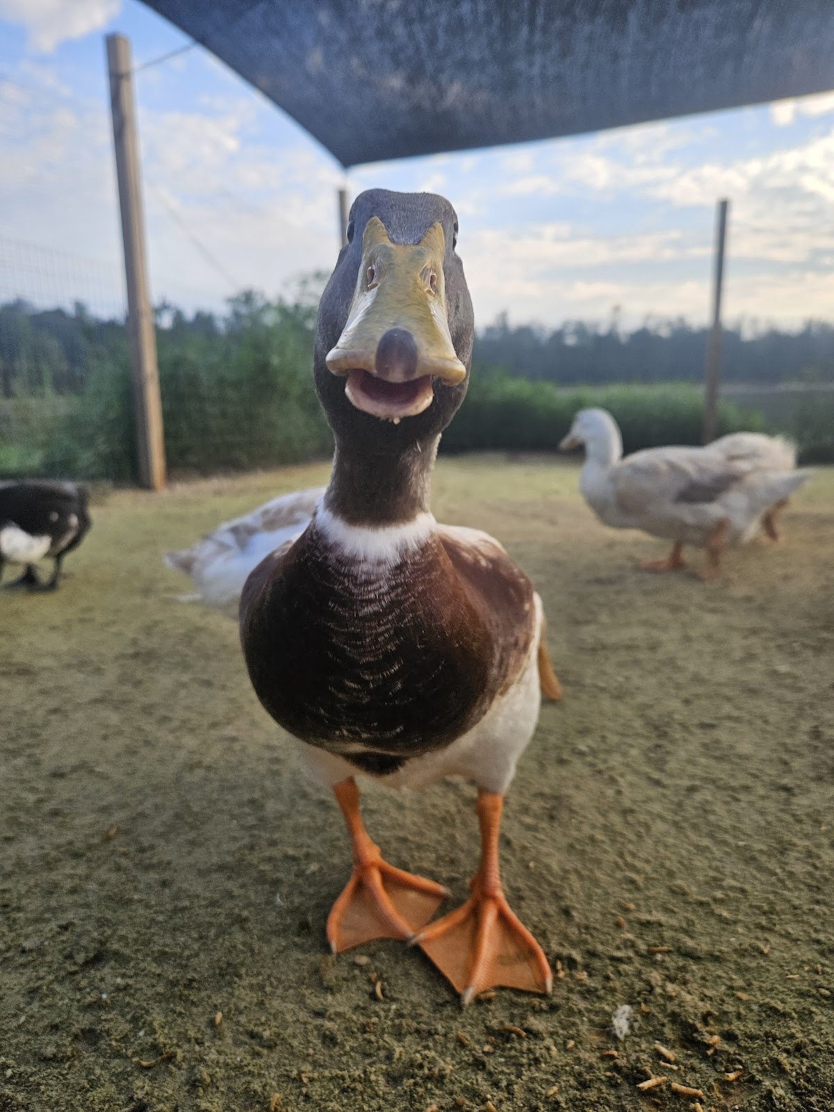 Duck, Goose & Chicken Hatchery | Metzer Farms, California