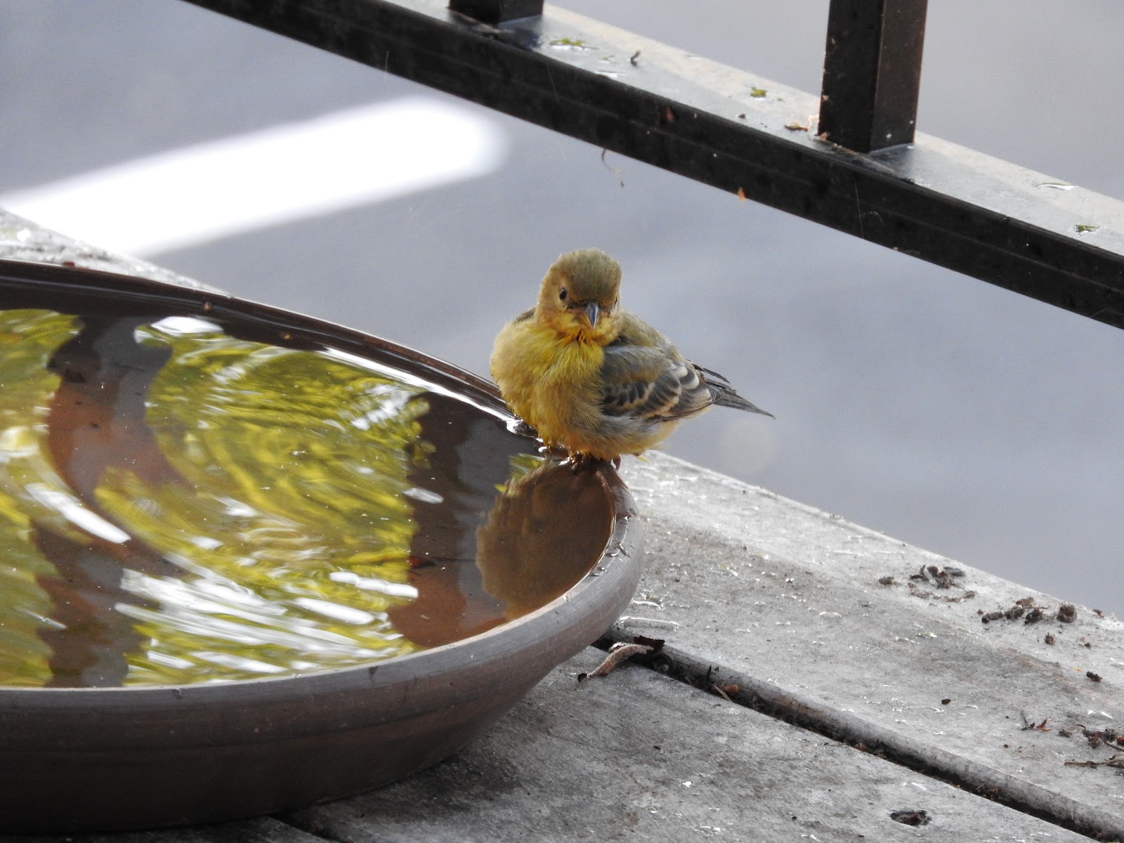 पक्षीनिरीक्षण - फिंच! | Maayboli