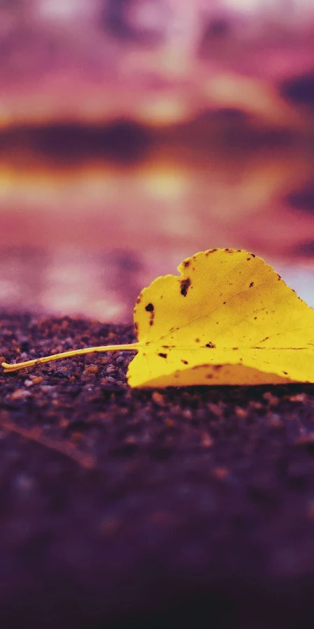 Single Autumn Leaf On Lake Nature 4K Phone Wallpaper