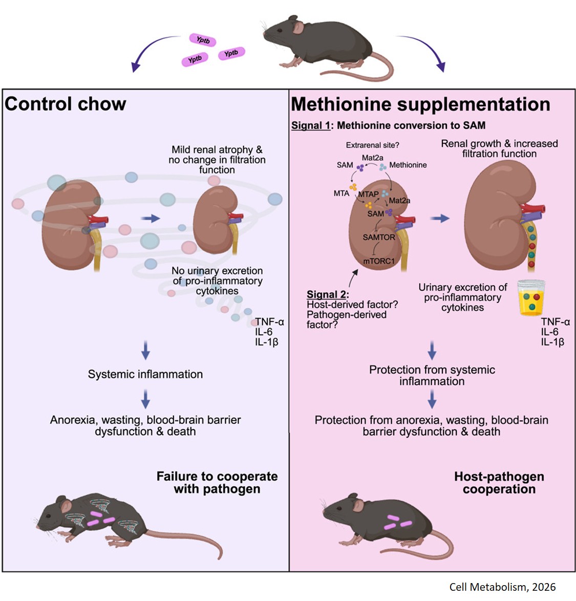 Nutritional strategy to prevent immune-mediated damage - Sciencemission