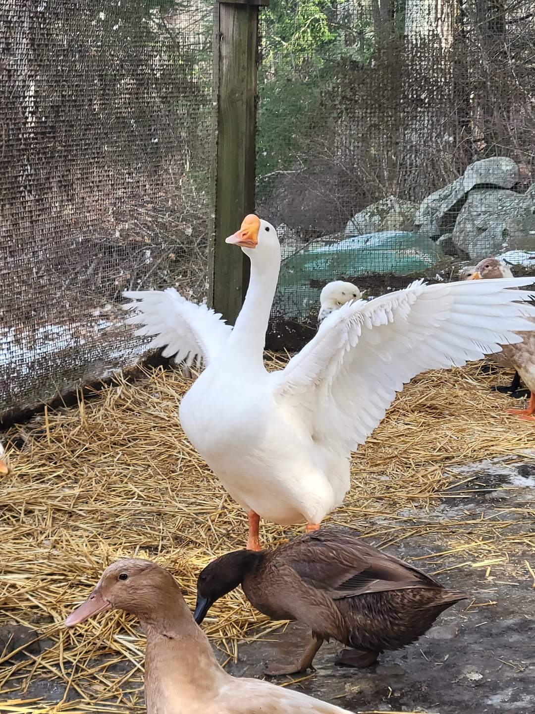 Duck, Goose & Chicken Hatchery | Metzer Farms, California