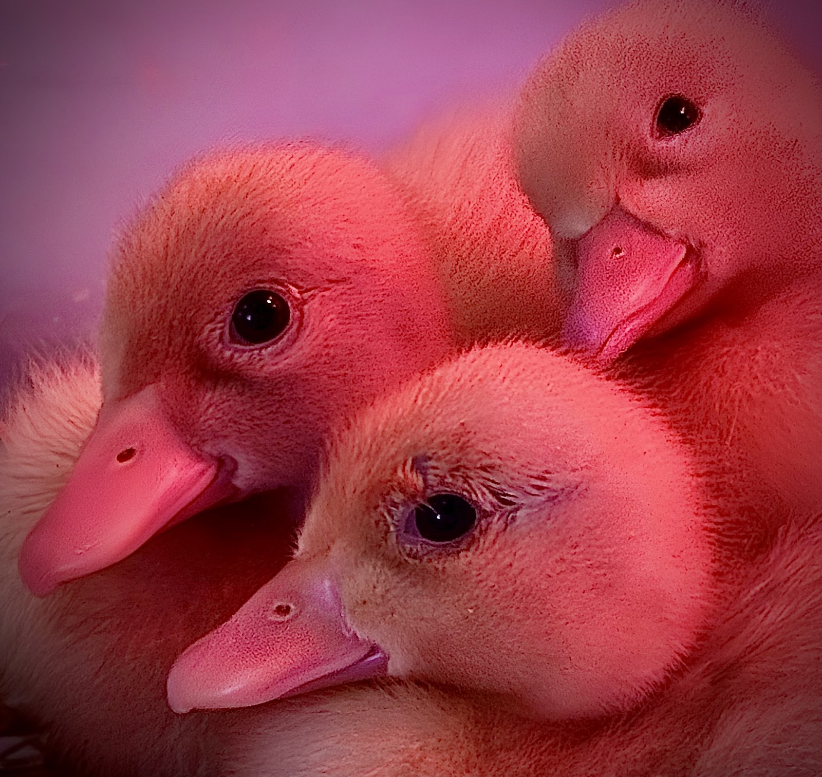 Duck, Goose & Chicken Hatchery | Metzer Farms, California