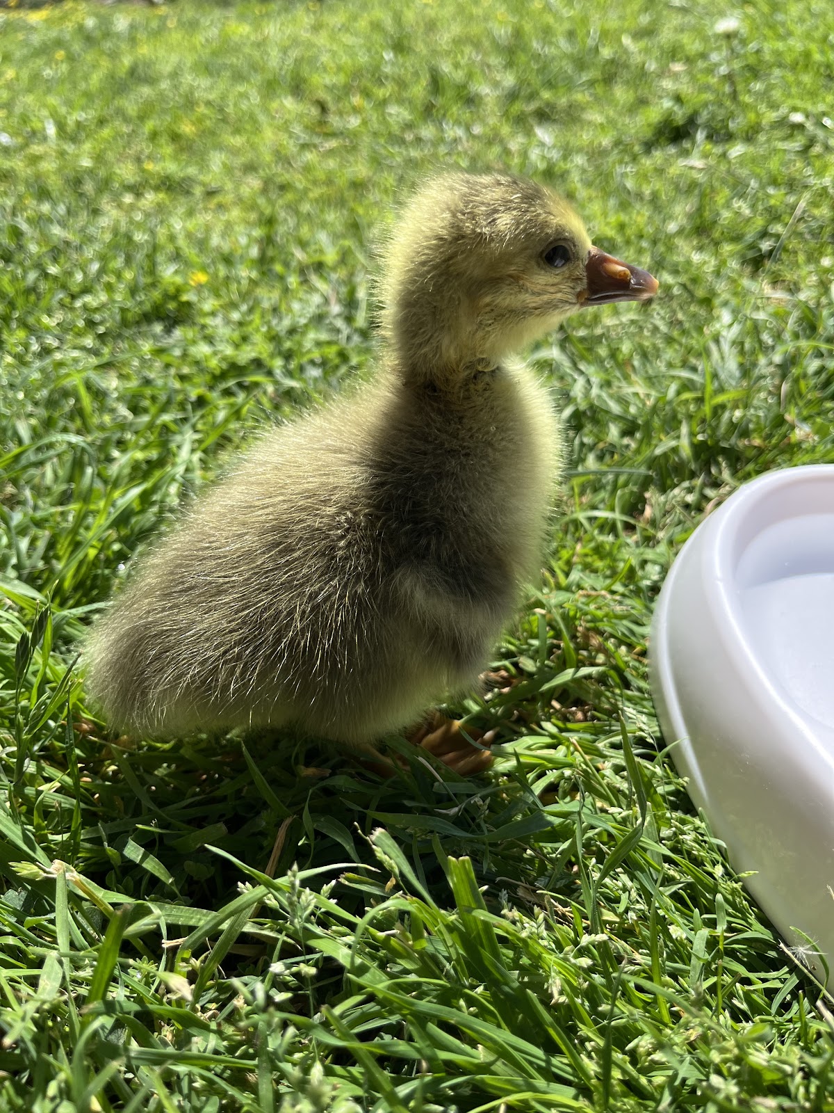 Duck, Goose & Chicken Hatchery | Metzer Farms, California