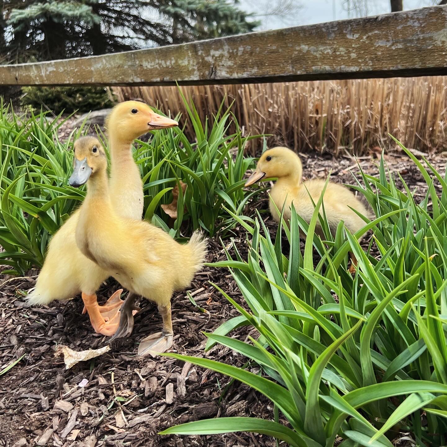Duck, Goose & Chicken Hatchery | Metzer Farms, California