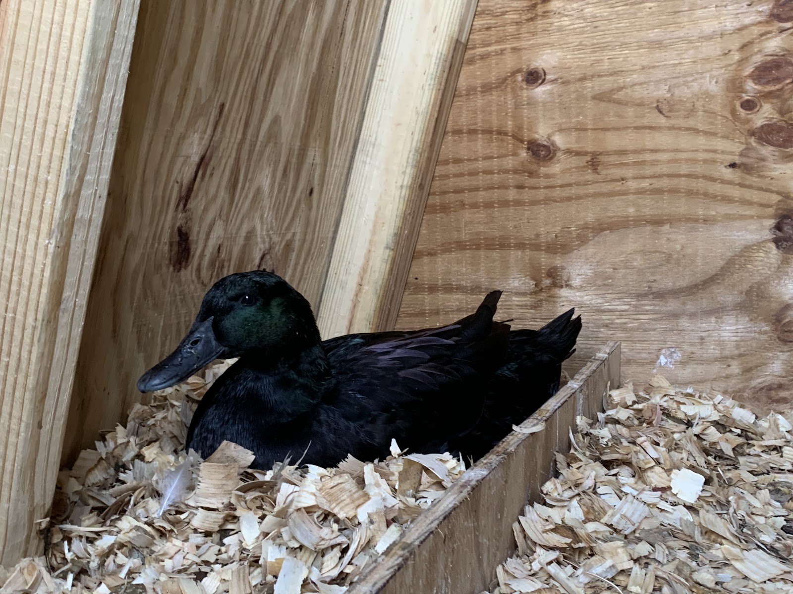Duck, Goose & Chicken Hatchery | Metzer Farms, California