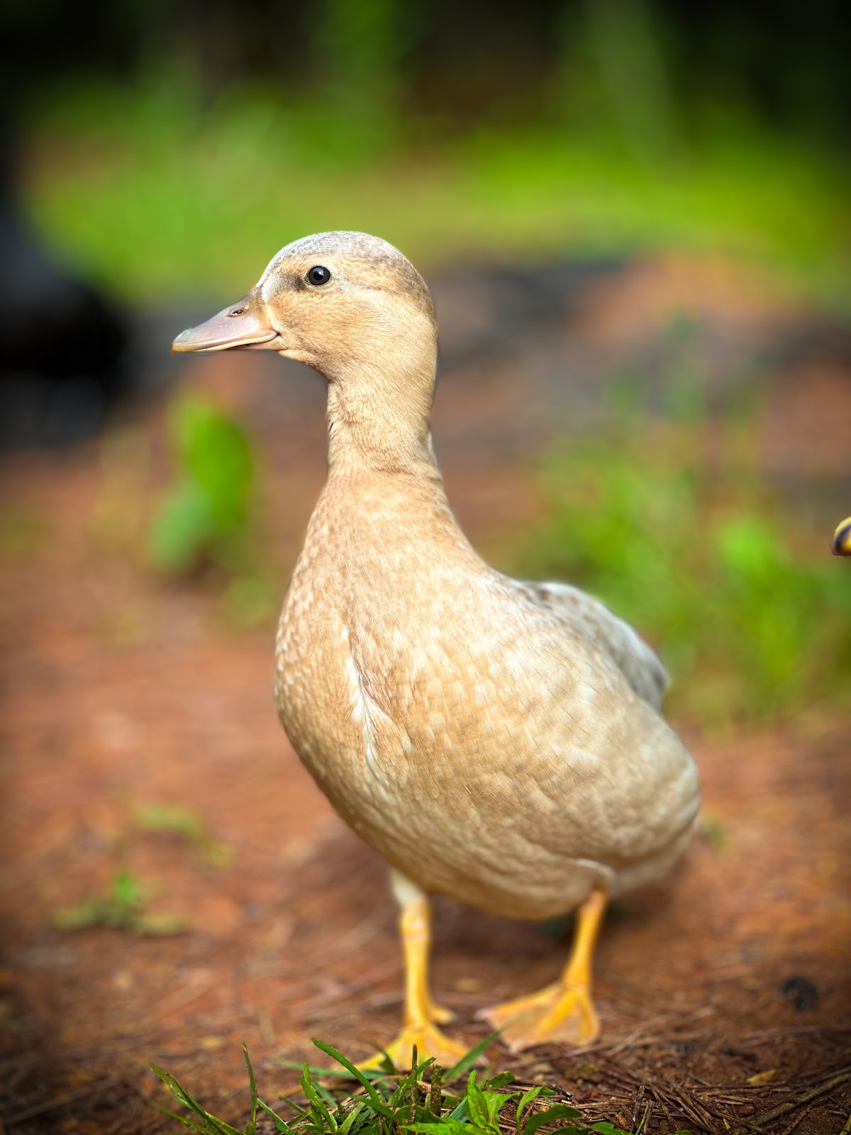 Duck, Goose & Chicken Hatchery | Metzer Farms, California