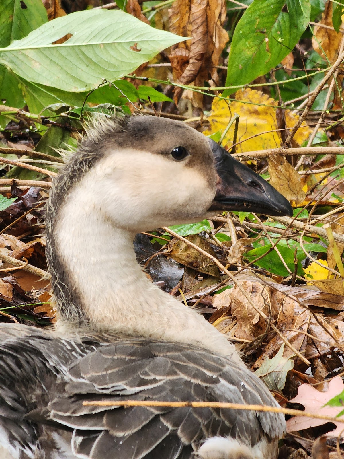 Duck, Goose & Chicken Hatchery | Metzer Farms, California