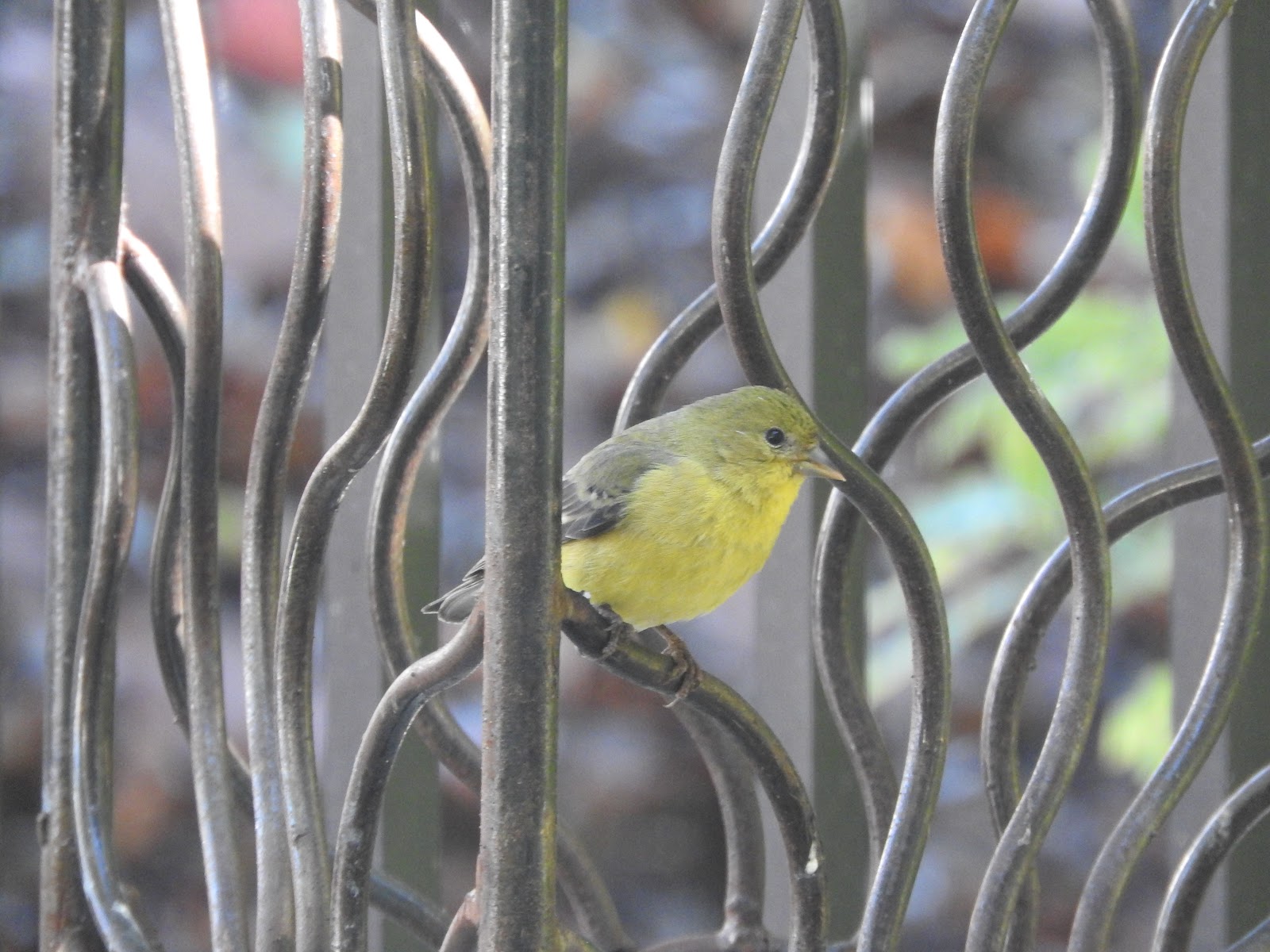 पक्षीनिरीक्षण - फिंच! | Maayboli