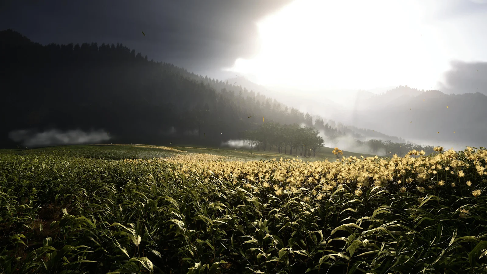 Dramatic Golden Field Landscape 4K PC Wallpaper