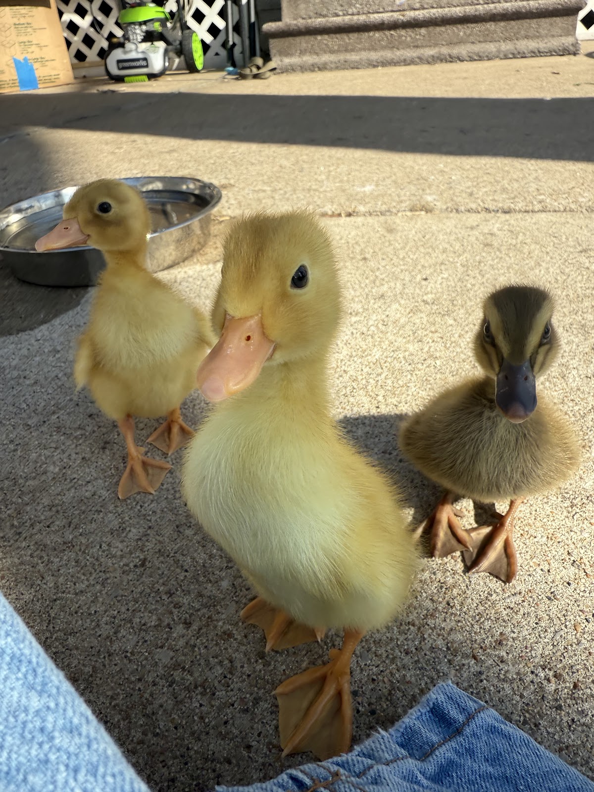 Duck, Goose & Chicken Hatchery | Metzer Farms, California