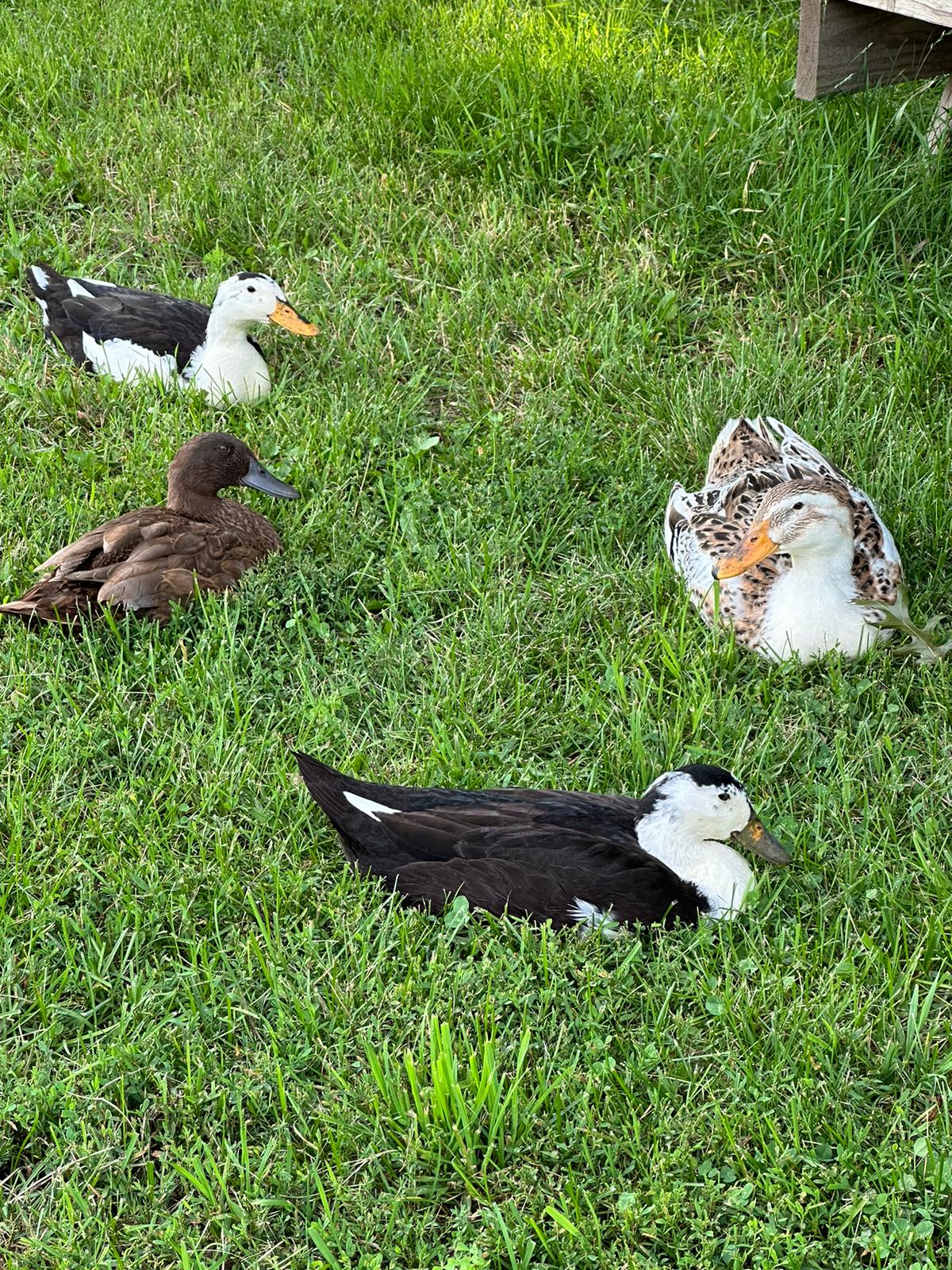 Duck, Goose & Chicken Hatchery | Metzer Farms, California