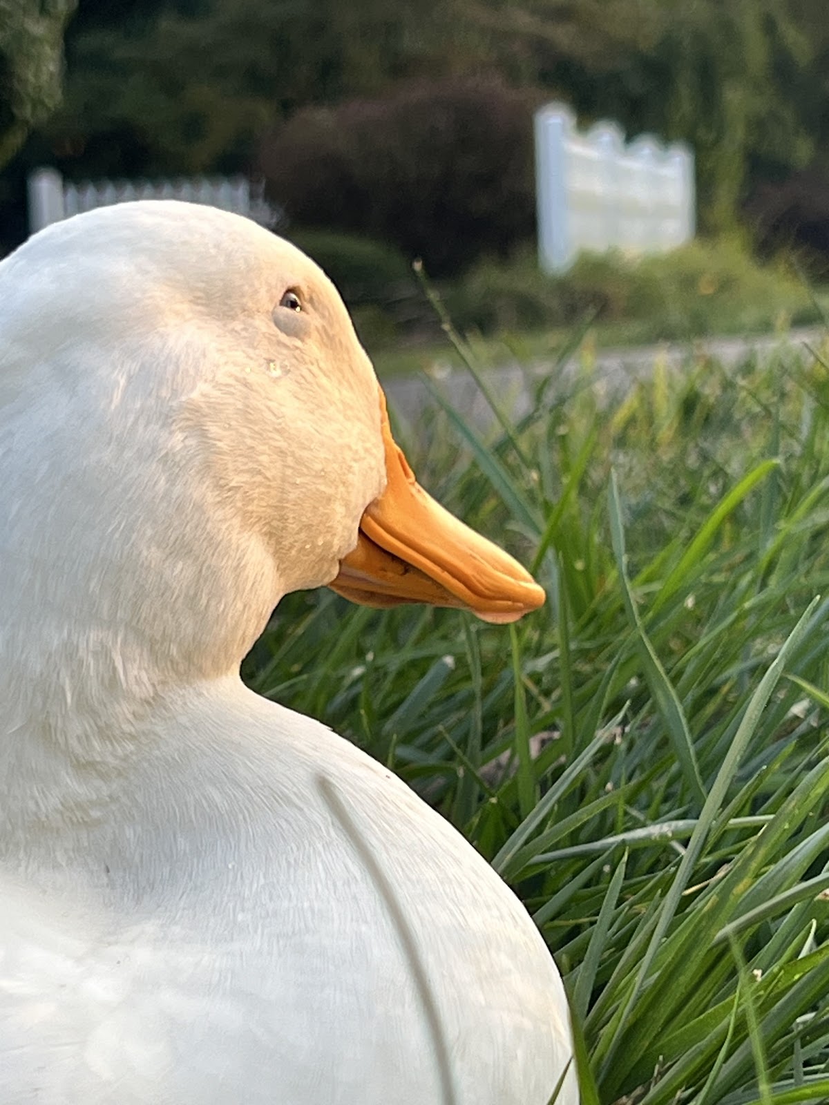 Duck, Goose & Chicken Hatchery | Metzer Farms, California