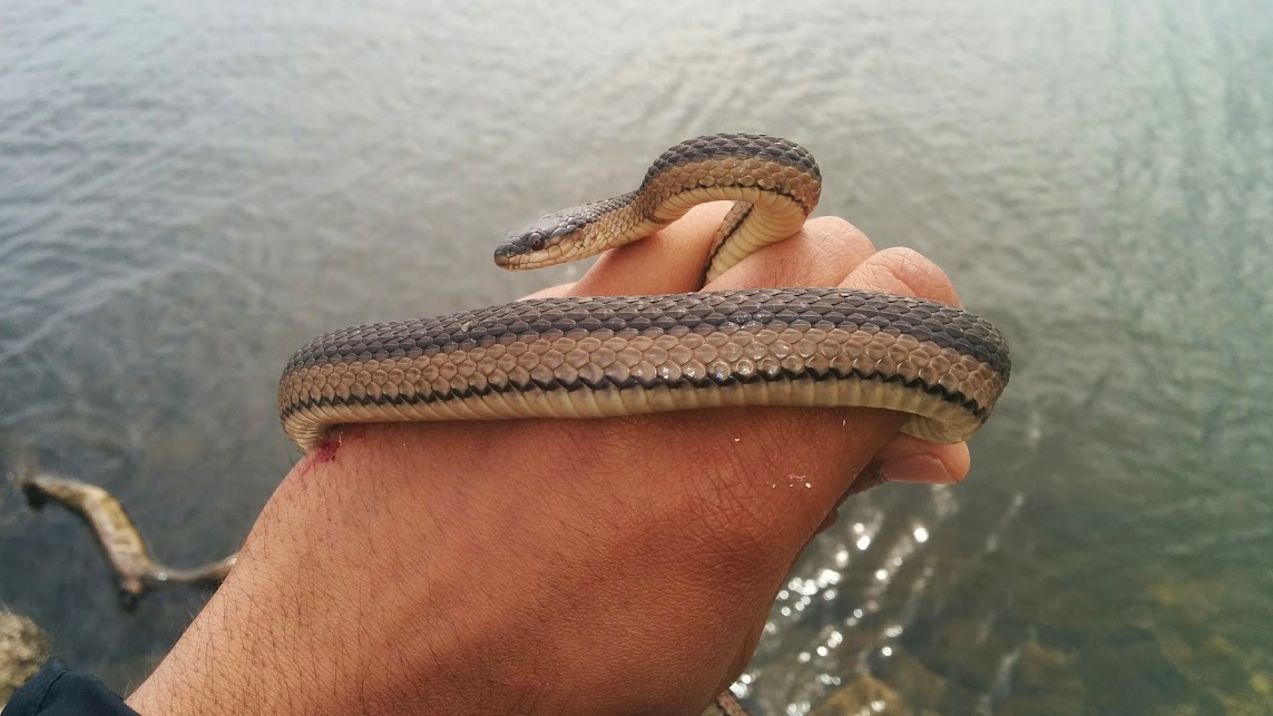 Herpedex: All the Herps I Have Seen In The Wild: Herping in Sangamon ...