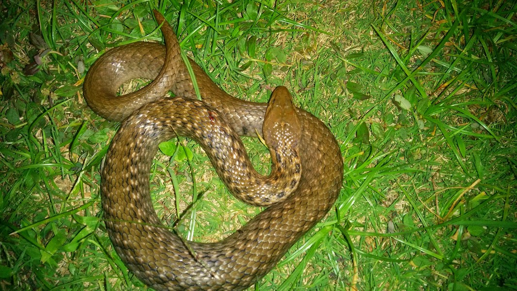 Herpedex: All the Herps I Have Seen In The Wild: Herping in Bangalore ...