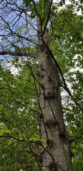 Honey locust | Project Noah
