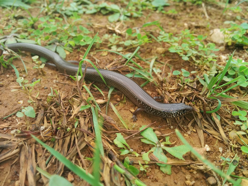 Herpedex: All the Herps I Have Seen In The Wild: Reptiles of Agumbe, India