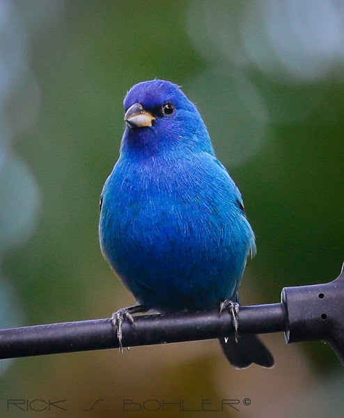 Indigo Bunting | Project Noah
