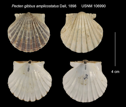 Pecten gibbus amplicostatus - Mitchell — Google Arts & Culture