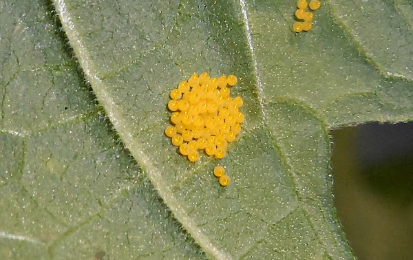 Chlosyne lacinia saundersi | Project Noah