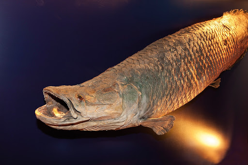 Arapaima (Arapaima gigas) — Google Arts & Culture