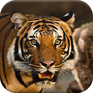 Real Animal Jigsaw Puzzles - Latest version 1.1 for Android Game Puzzle