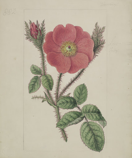 The Art of the Rose — Google Arts & Culture