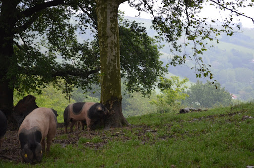 Kintoa Basque Pig — Google Arts & Culture
