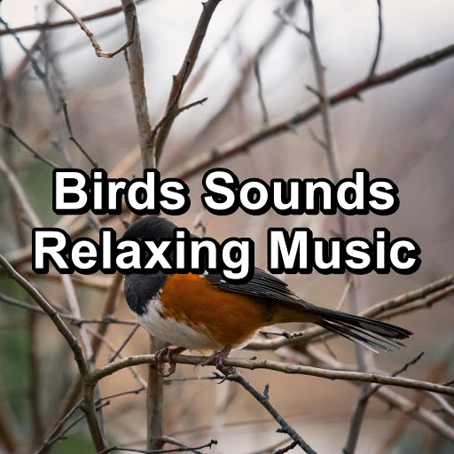 Rest Bird Sounds Ambience Sounds Relaxing and Calming - YouTube Music