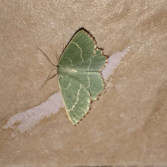 Sussex emerald | Project Noah