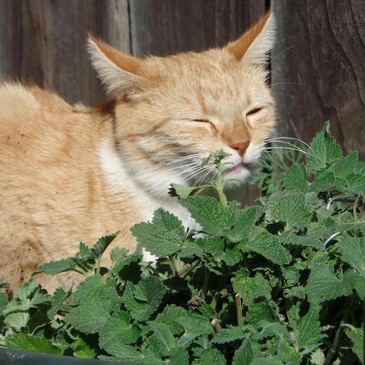 DONT KNOW ADHD SPICE STUPID MIX - YouTube Music