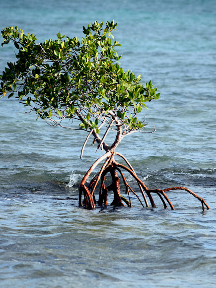 Red Mangrove | Project Noah