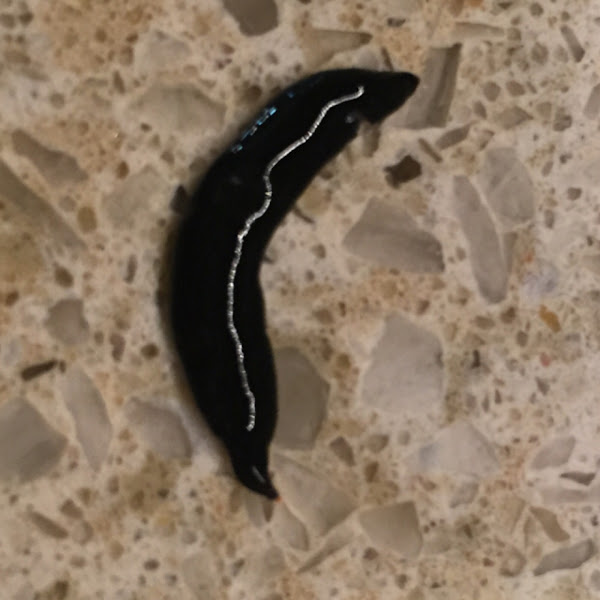 Leech | Project Noah