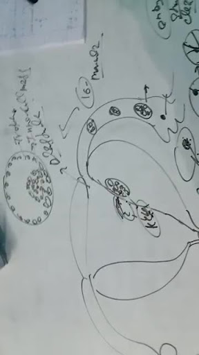Fetal Ejection Reflex In Human Female Is Induced By Filo