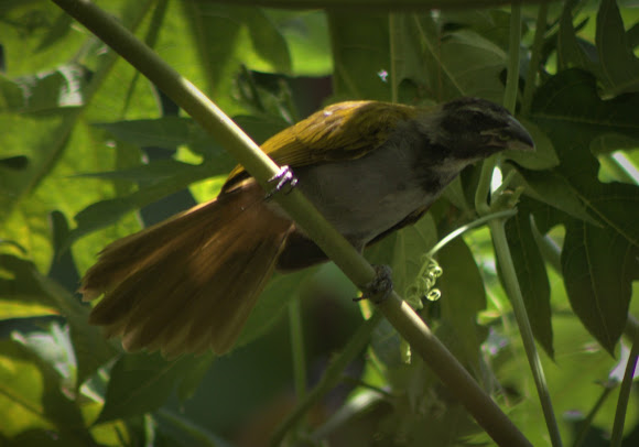 Black-Headed Saltator | Project Noah