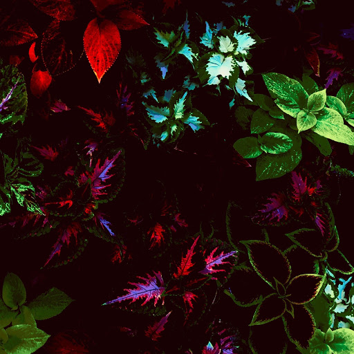 Zeldar - YouTube Music