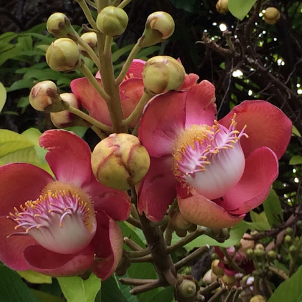 Cannonball Tree | Project Noah