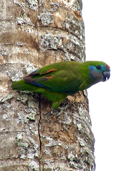 Fig Parrot | Project Noah