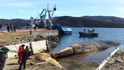 Blue Whale Project — Google Arts & Culture