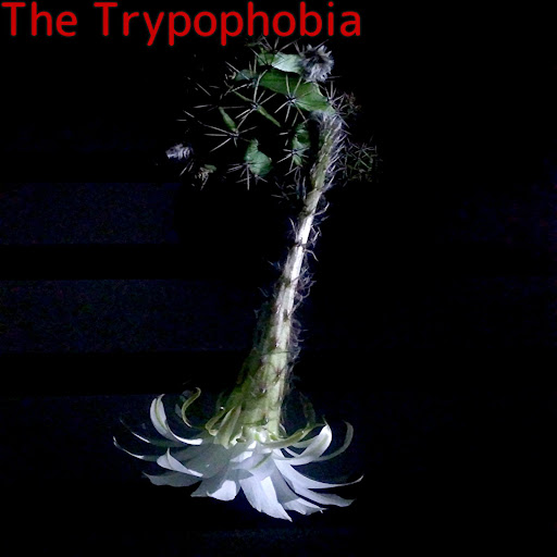 The Trypophobia (バトル用 8×3) - YouTube Music