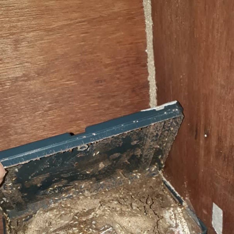 Steadfast Pest Management Sdn. Bhd. Reviews, Address, Contact Details ...