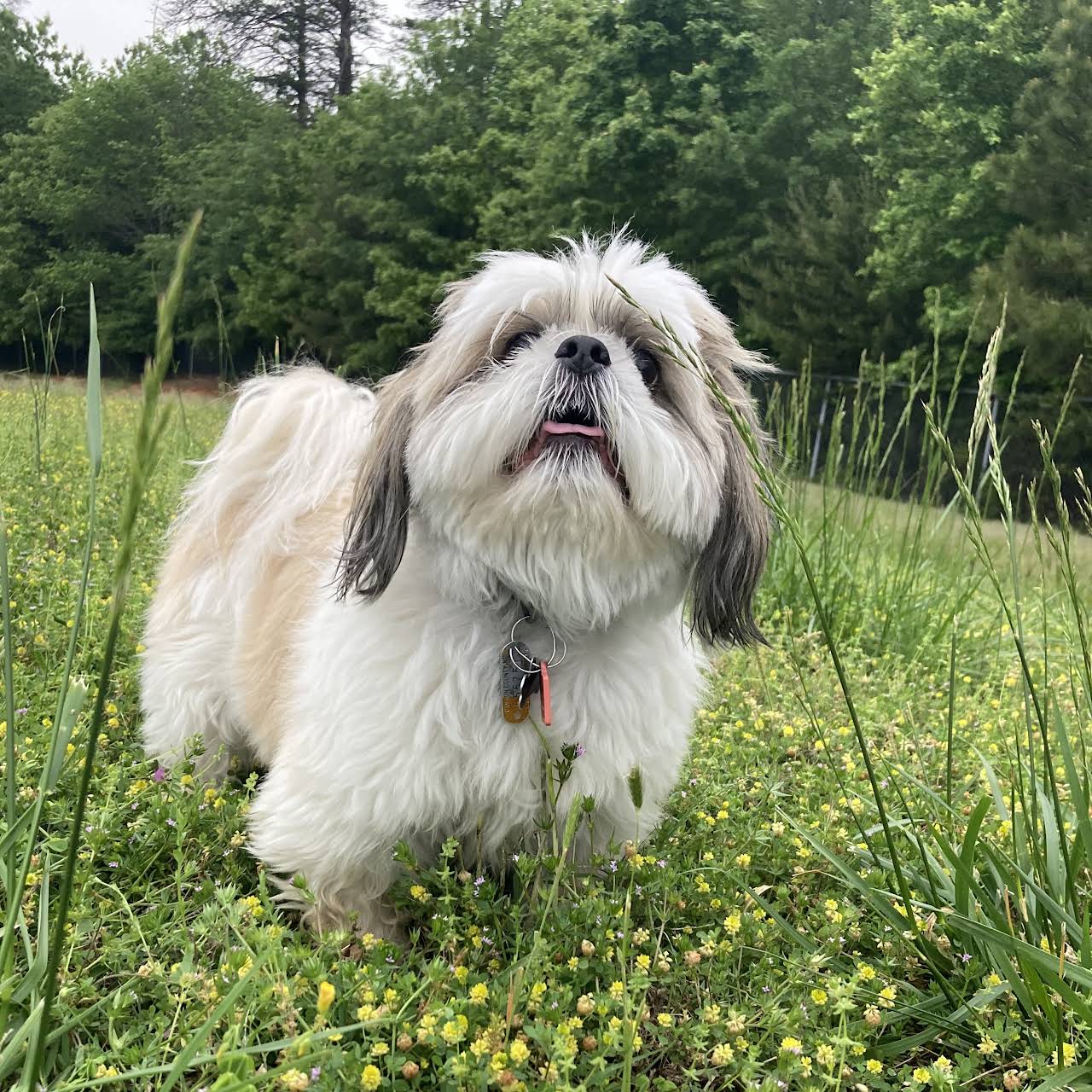 Lisa Jenkins Color - professional color consultant