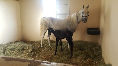 مزرعة الوعب Al Waab Farm at Al Shamal Rd, Qatar, Al Khor
