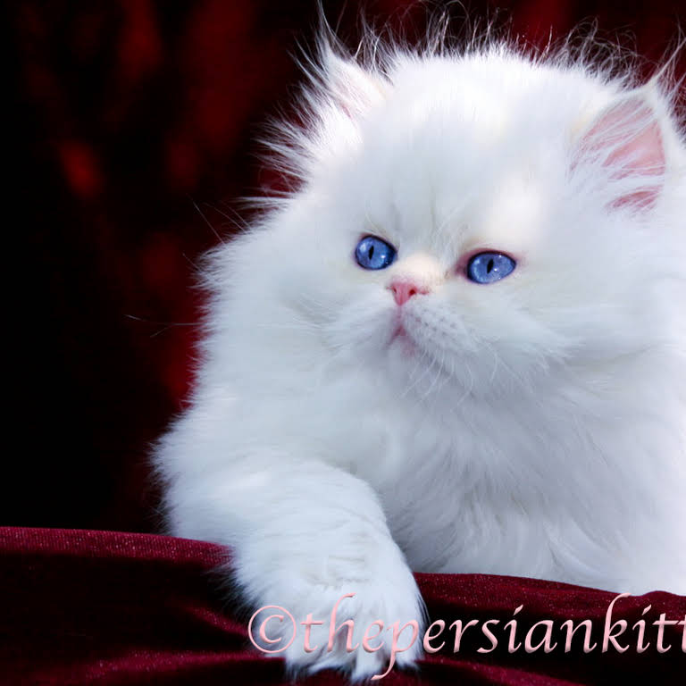 Cute White Persian Kittens